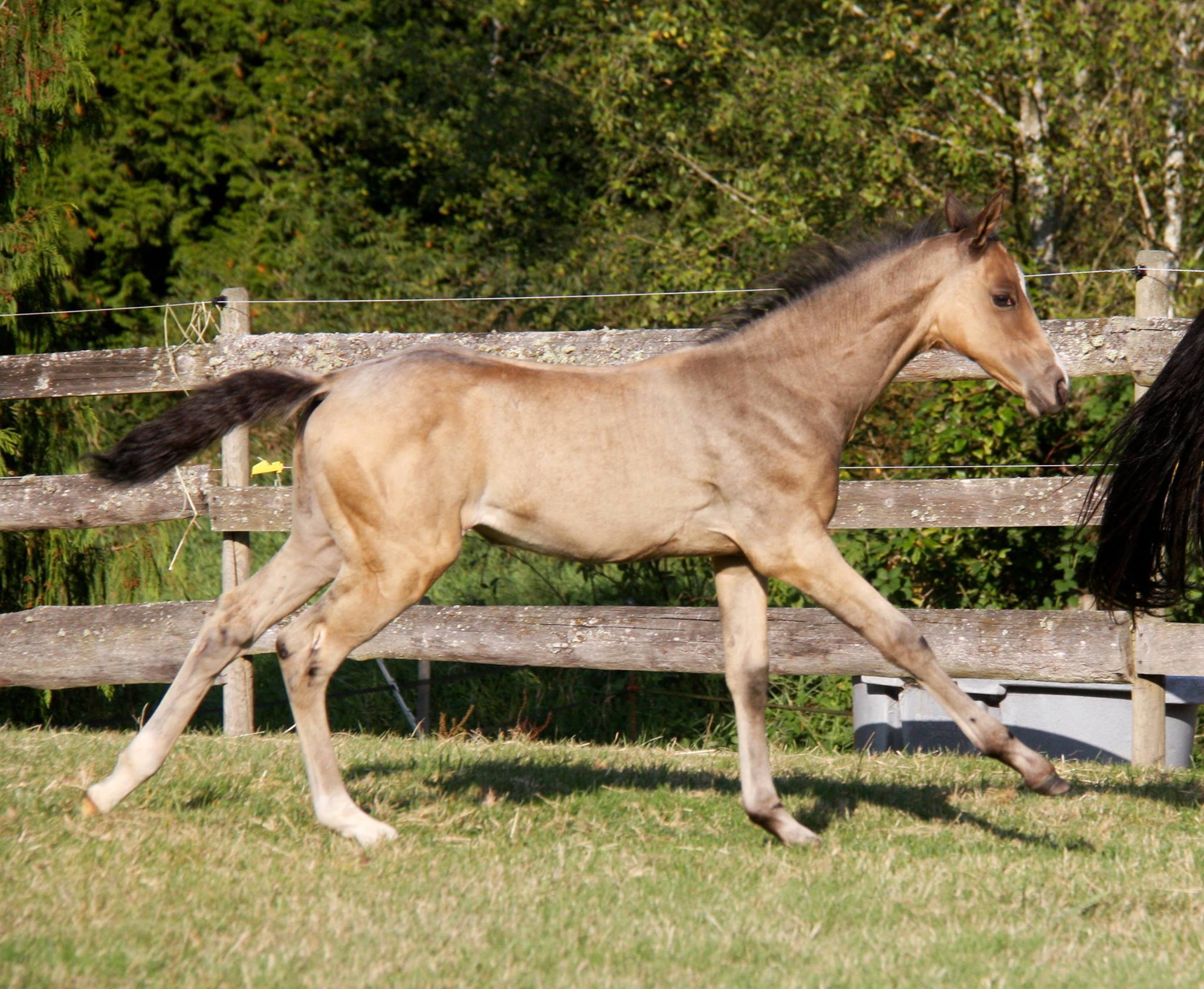 Akhal-Teke Association of America – Preserving and Promoting the Akhal ...