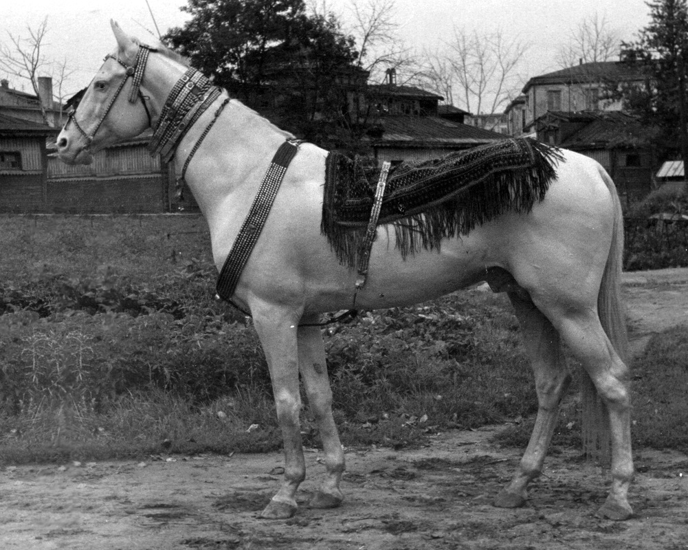 Traditional Tack – Akhal-Teke Association of America
