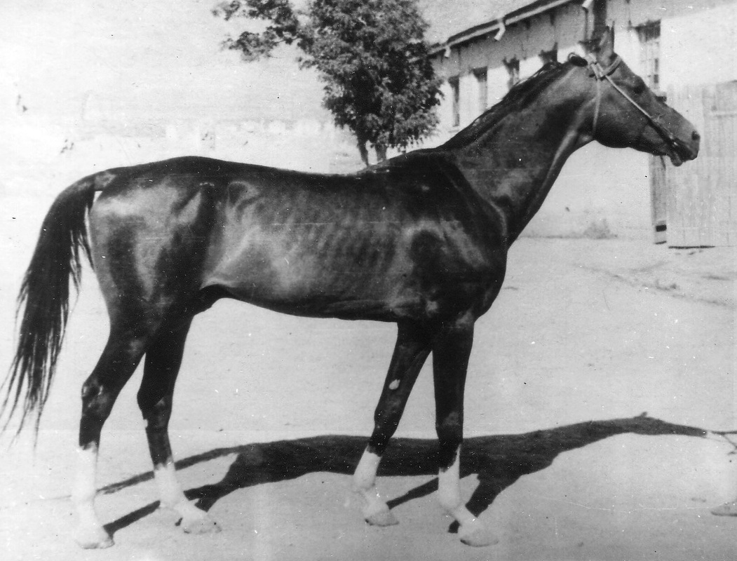 Akhal-Teke Lines – Akhal-Teke Association of America