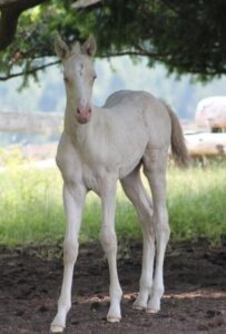 Akhal-Teke Association of America – Preserving and Promoting the Akhal ...
