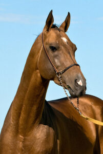 Akhal-Teke Association of America – Preserving and Promoting the Akhal ...
