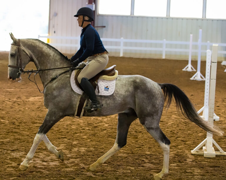 Akhal-Teke Association of America – Preserving and Promoting the Akhal ...