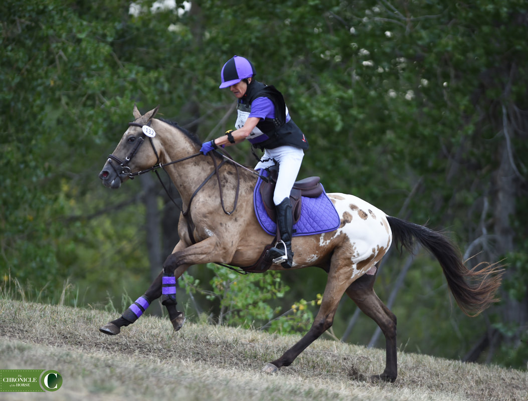 Akhal-Teke Association of America – Preserving and Promoting the Akhal ...