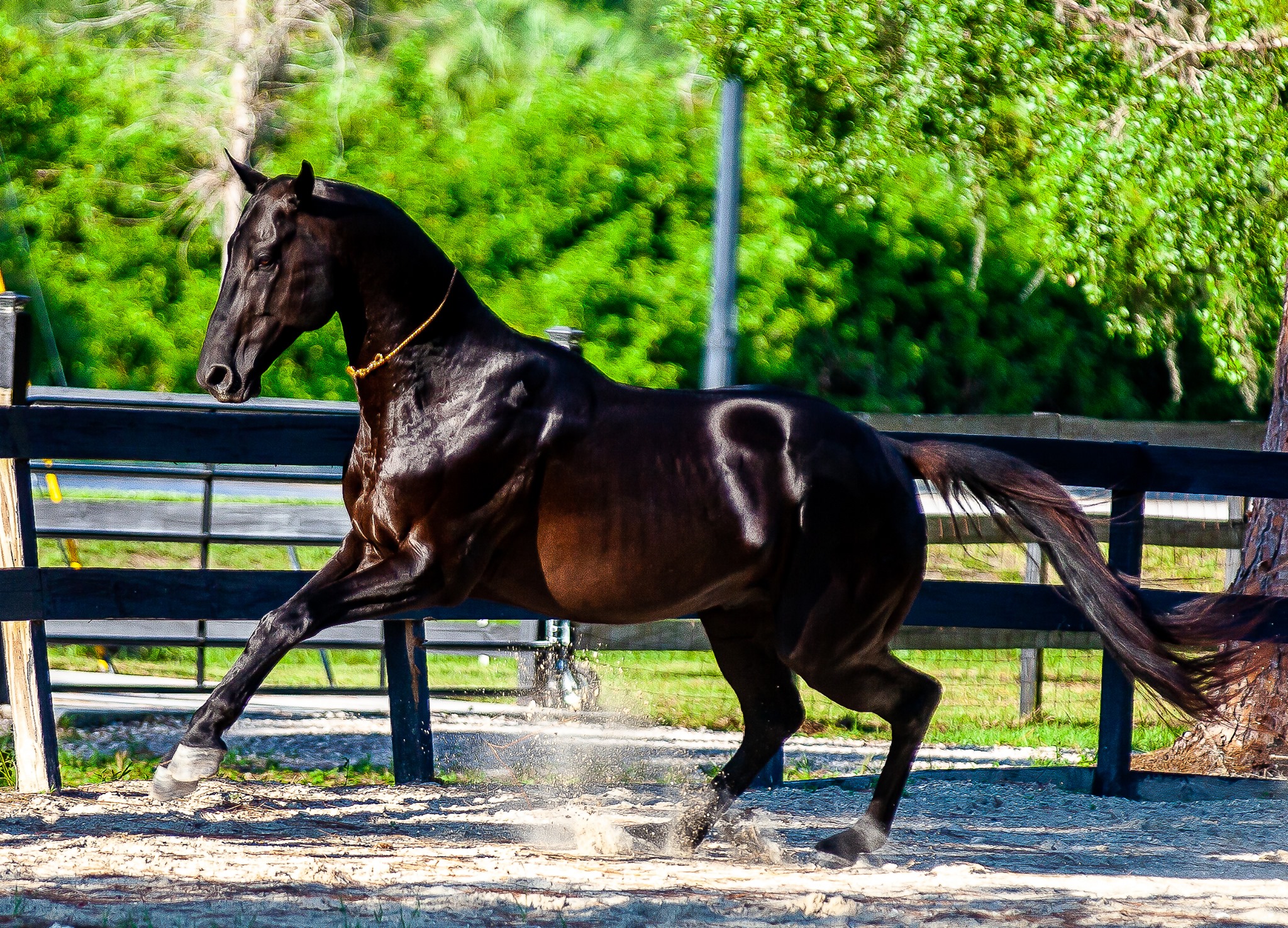 Akhal-Teke Association of America – Preserving and Promoting the Akhal ...