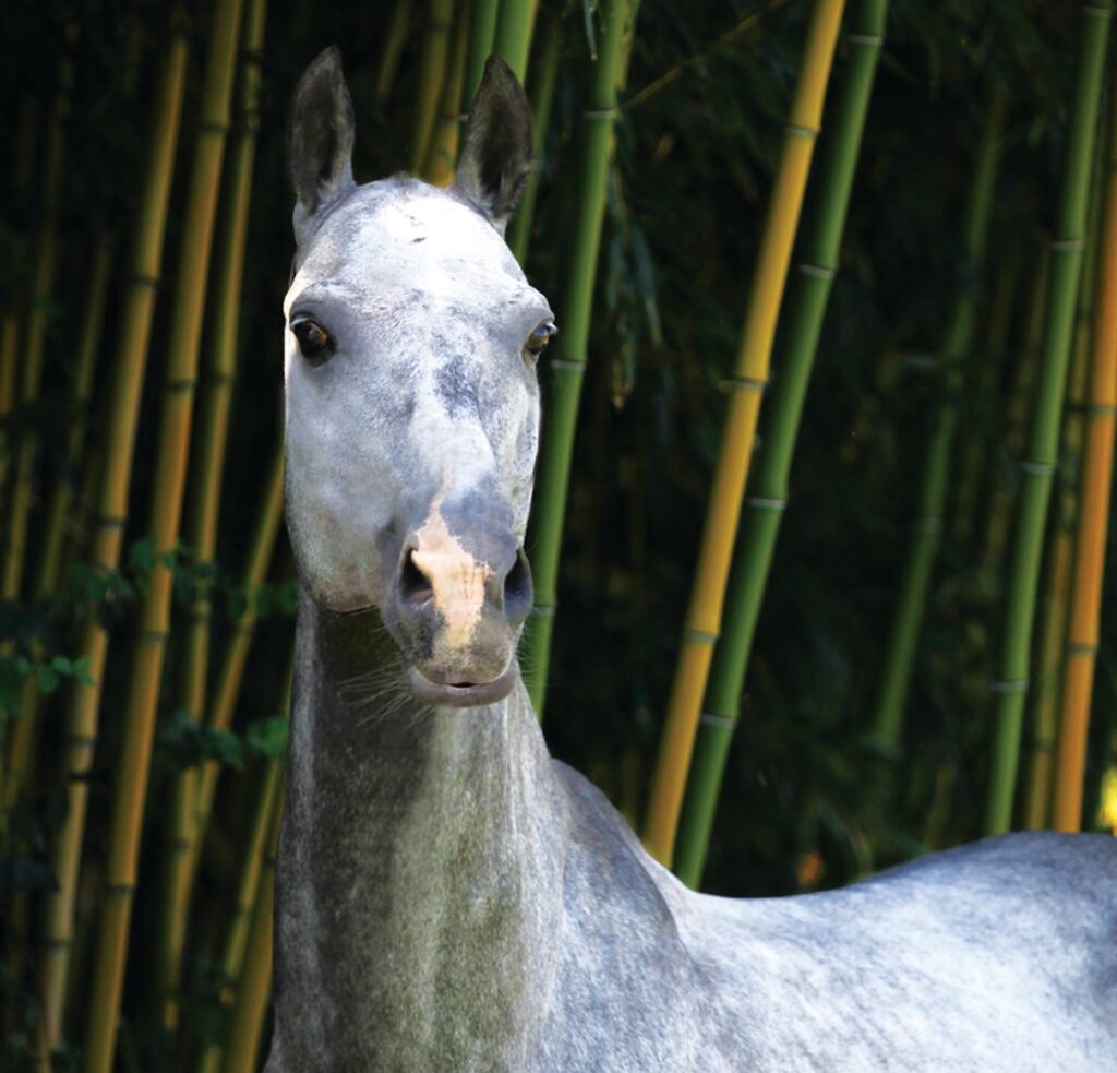 The Breed – Akhal-Teke Association of America