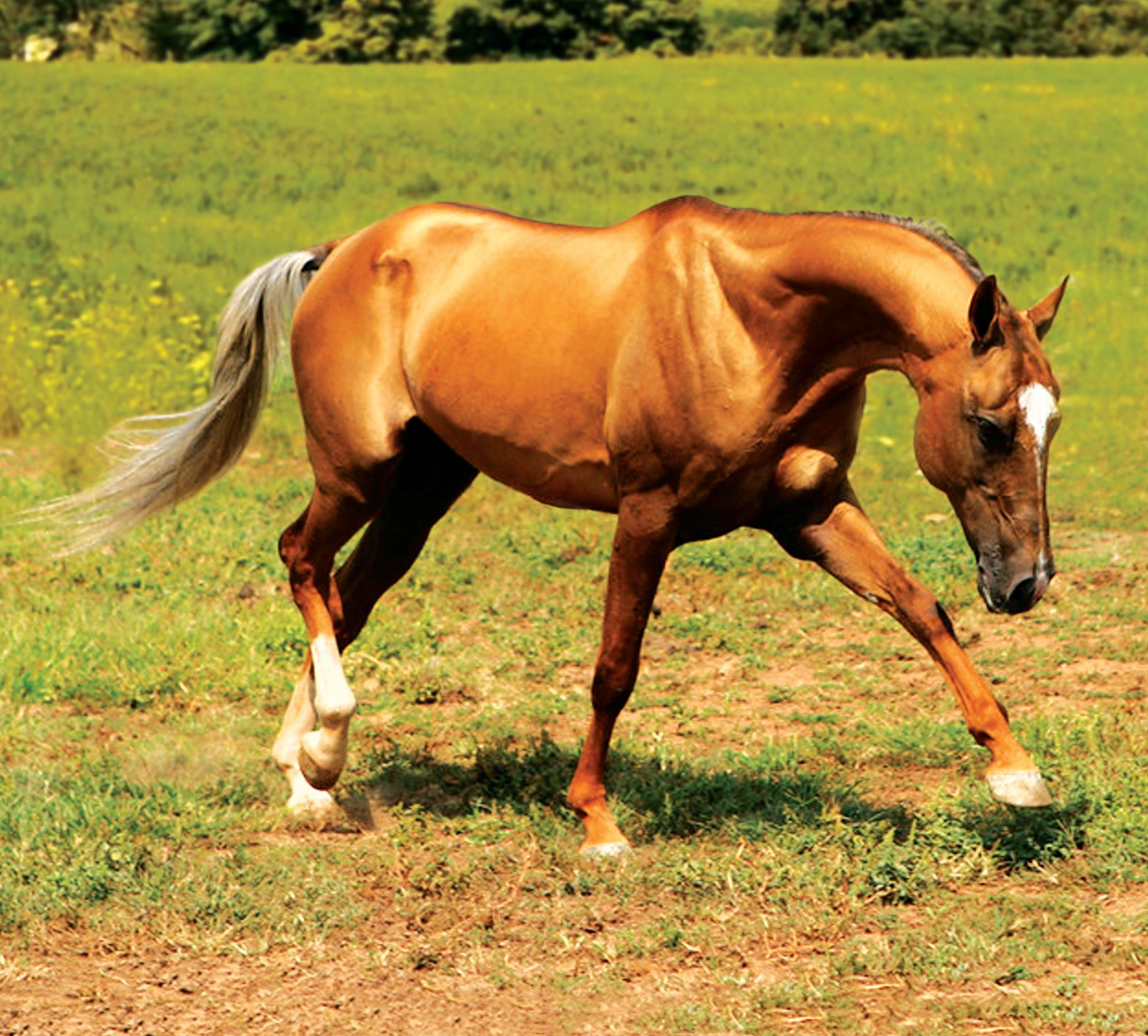 J Drake Turf Farm at Eugene Mash blog