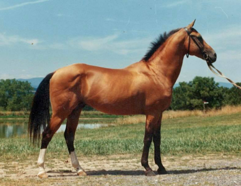 Breed Colors – Akhal-Teke Association of America