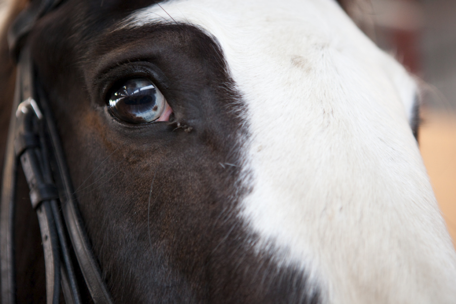 How to Take Registration Photos – Akhal-Teke Association of America