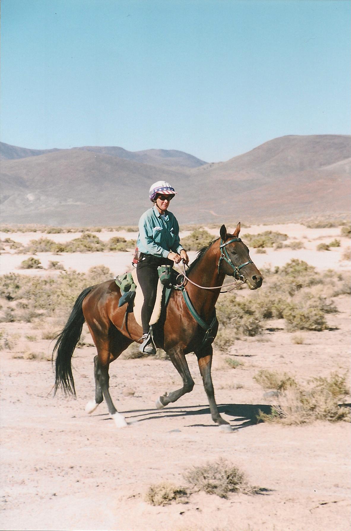 Meet the Akhal-Teke – Akhal-Teke Association of America