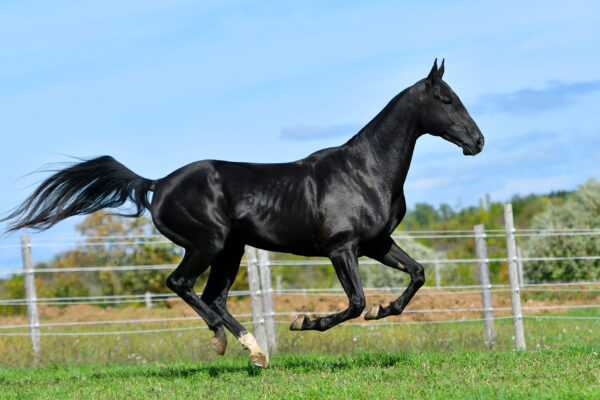 Breed Colors – Akhal-Teke Association of America