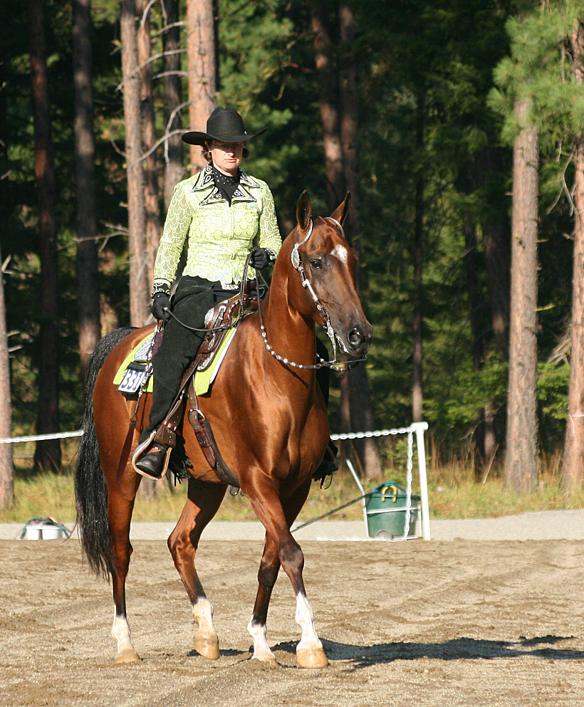 Meet the Akhal-Teke – Akhal-Teke Association of America