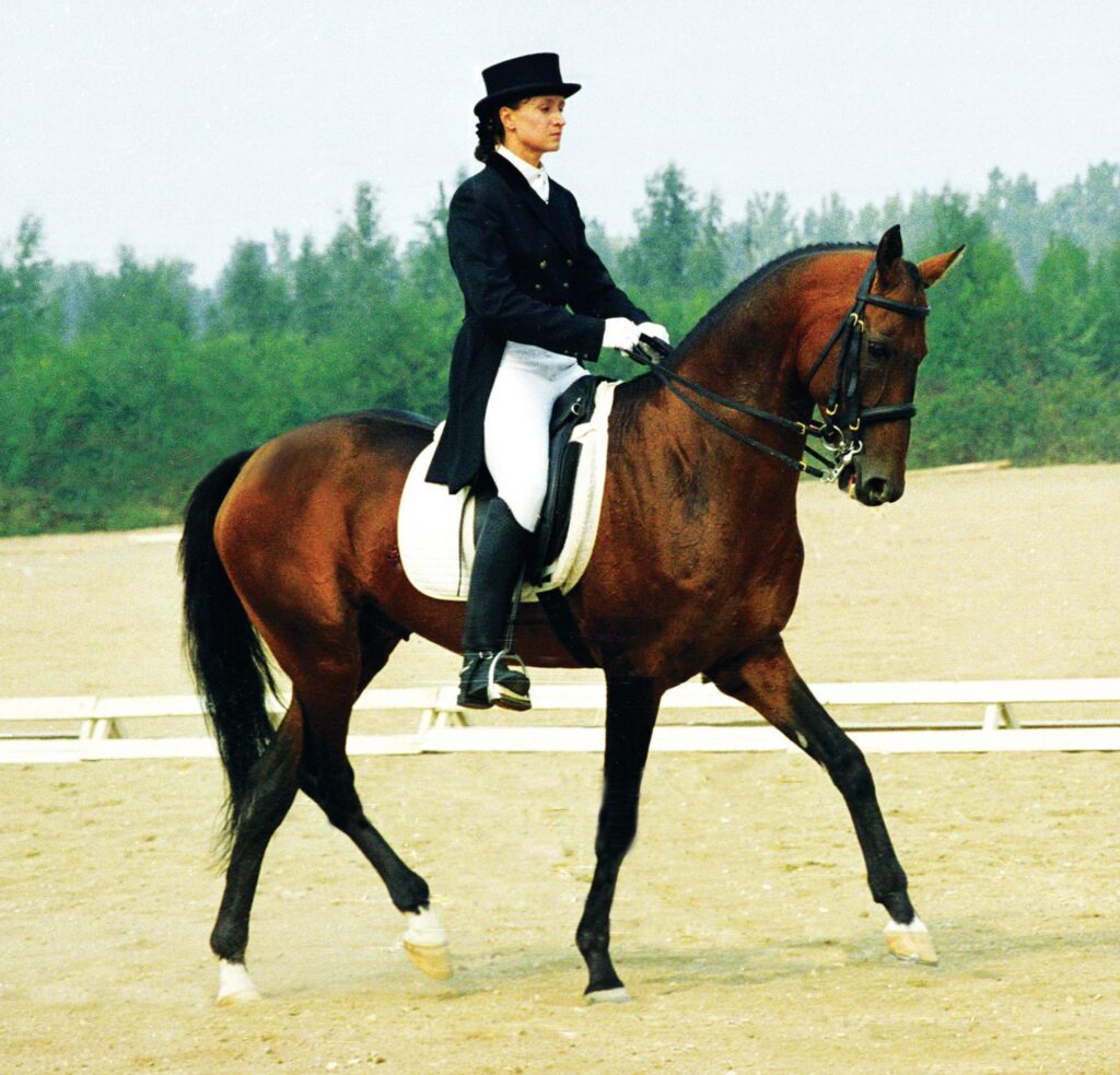 Meet the Akhal-Teke – Akhal-Teke Association of America