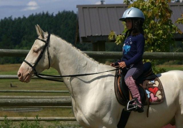 Meet the Akhal-Teke – Akhal-Teke Association of America