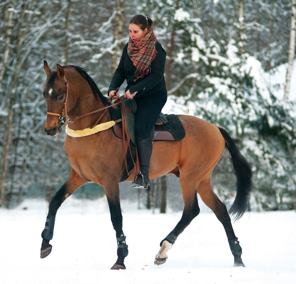 Meet the Akhal-Teke – Akhal-Teke Association of America