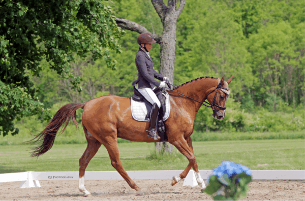 Up-and-Coming Rider Program – Akhal-Teke Association of America
