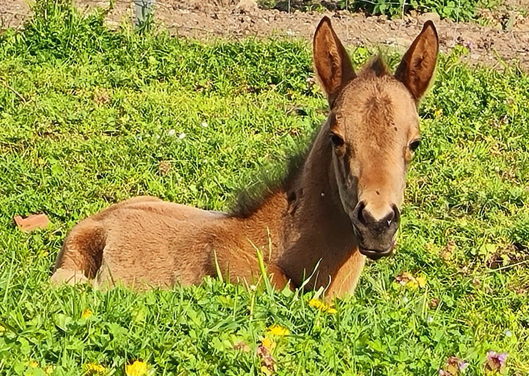 Update on Ukraine Akhal-Tekes – Akhal-Teke Association of America