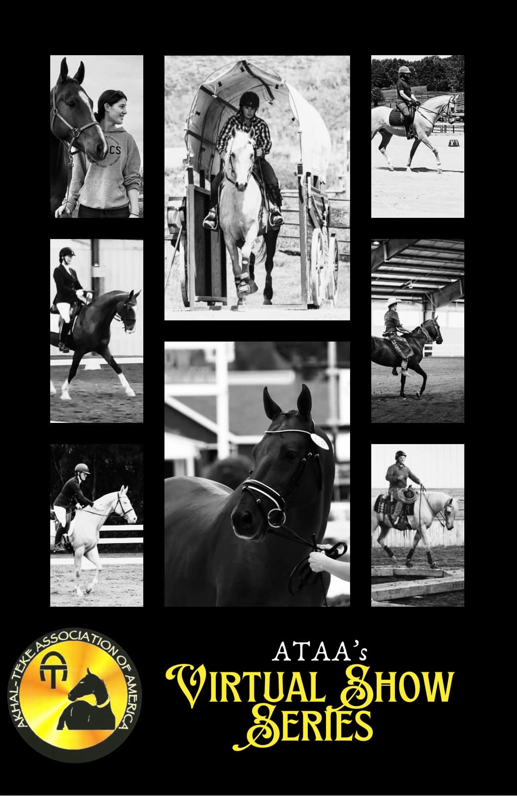 ATAA’s 2025 Virtual Show Series – Akhal-Teke Association of America
