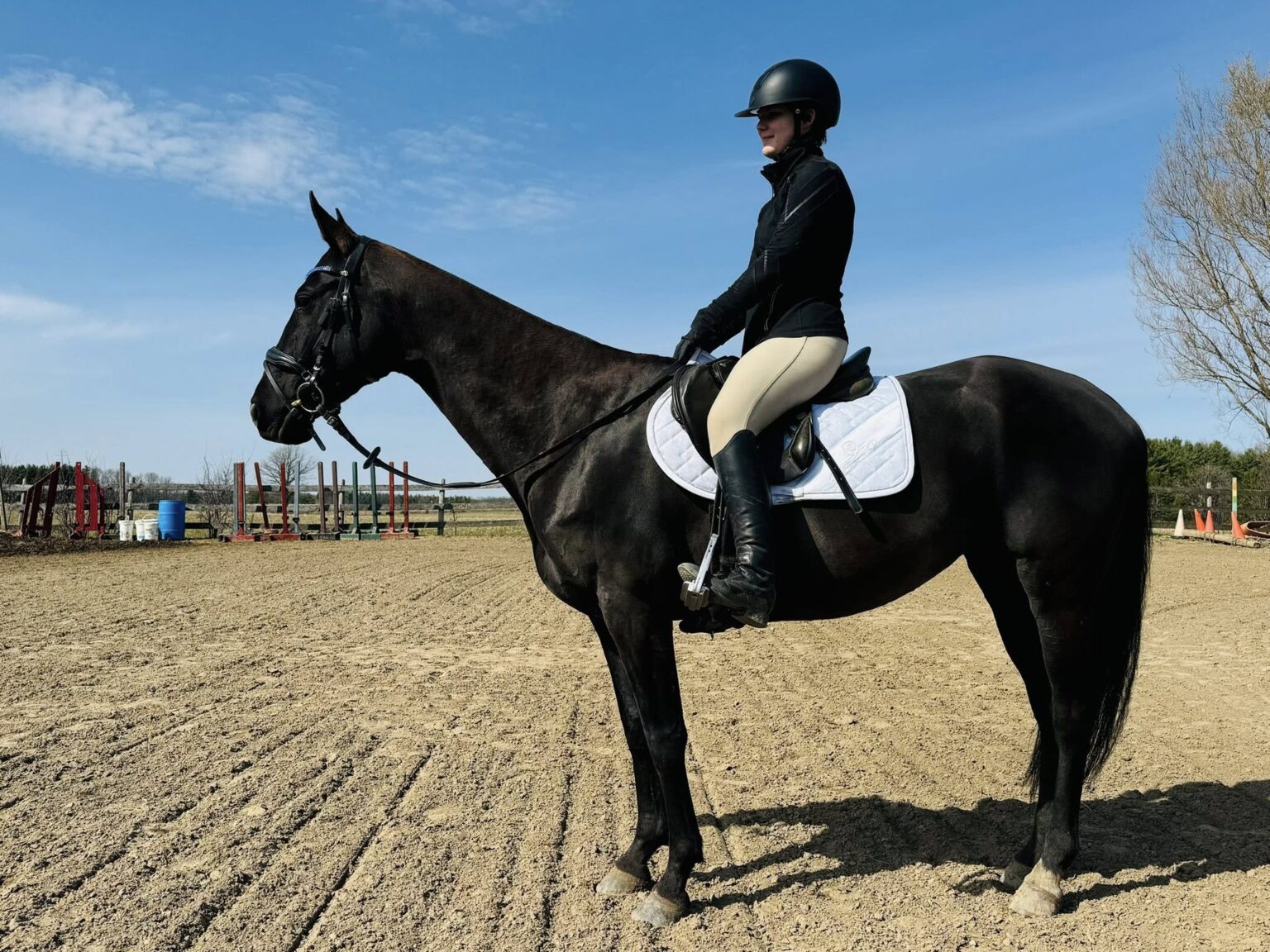 ATAA’s 2025 Virtual Show Series – Akhal-Teke Association of America