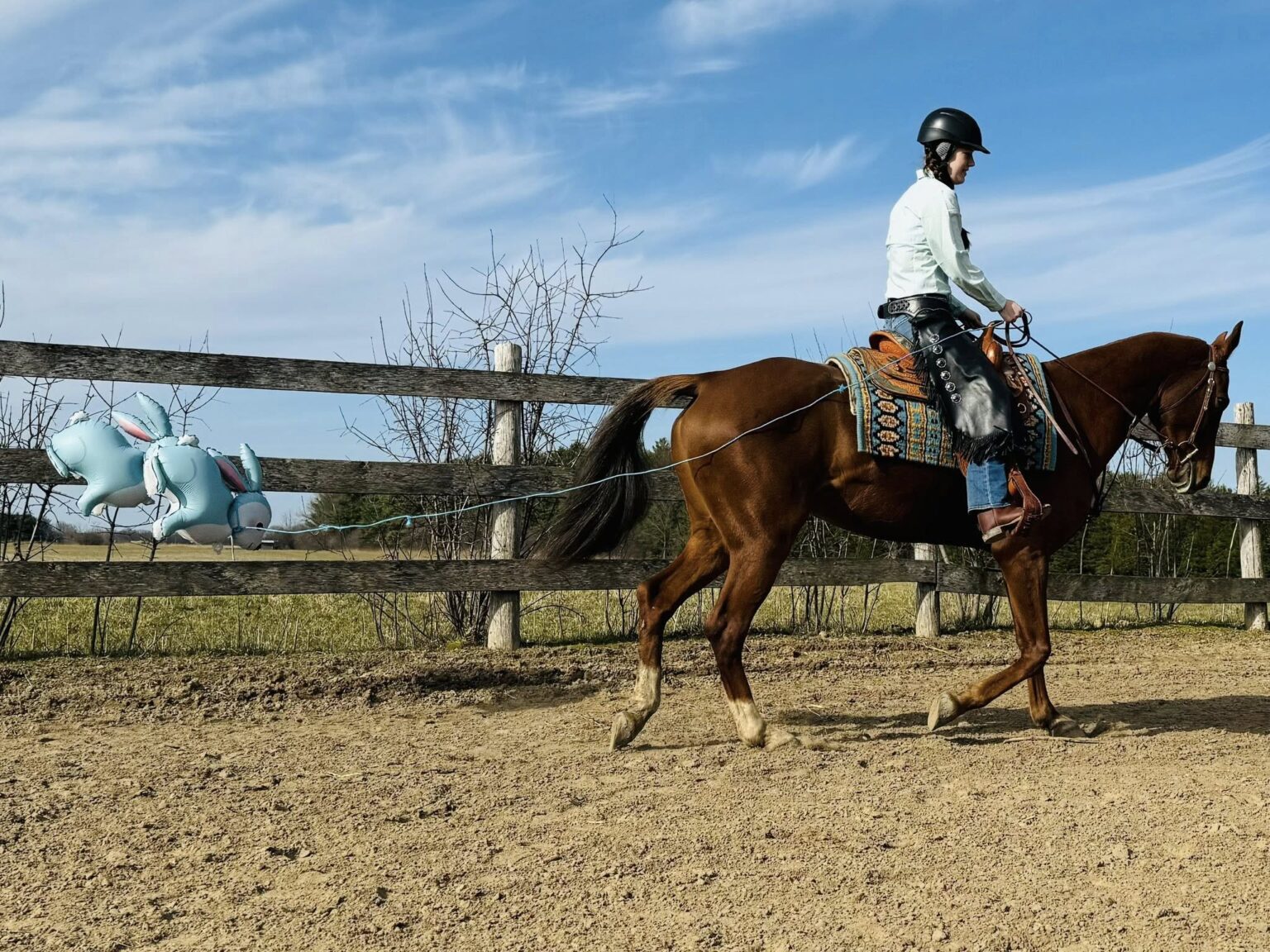 ATAA’s 2025 Virtual Show Series – Akhal-Teke Association of America